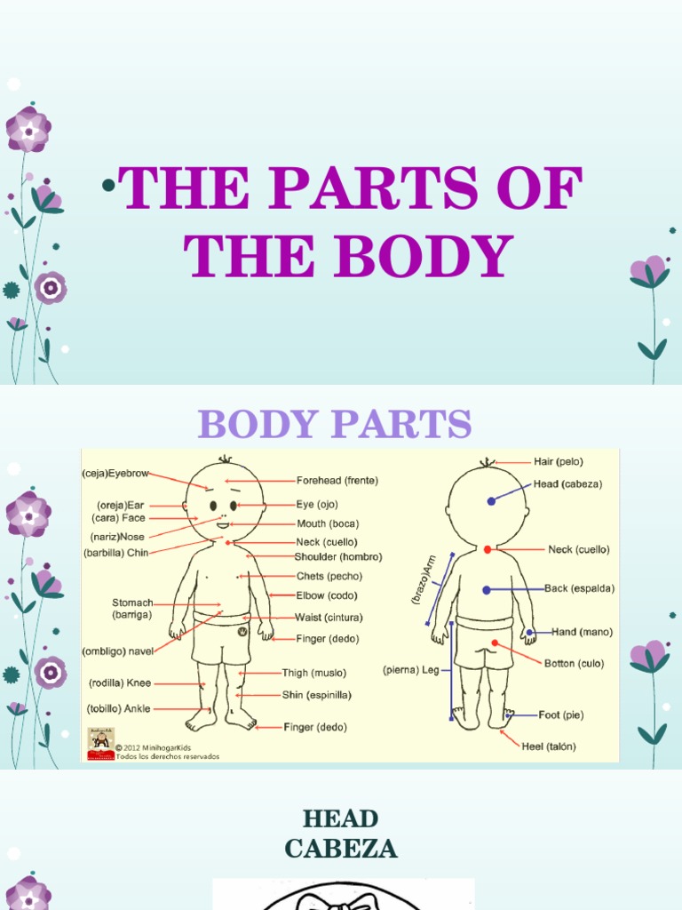 Parts of The Body | PDF