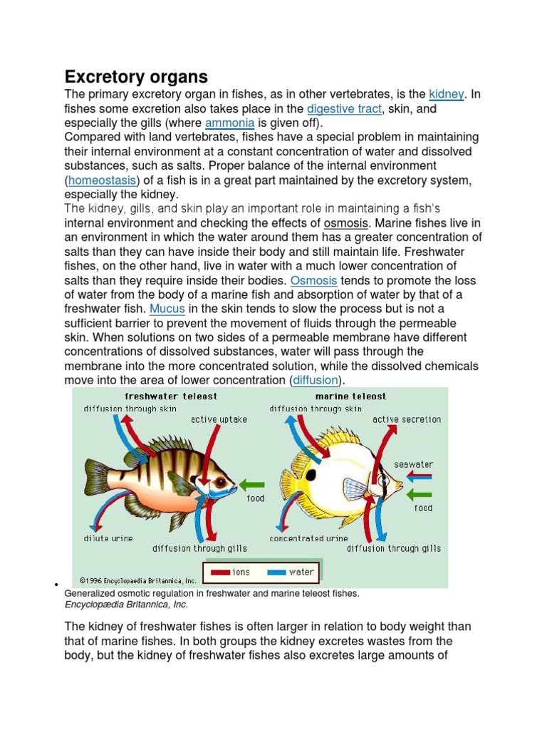 Regulation of Osmotic Balance and Excretion in Freshwater and Marine ...