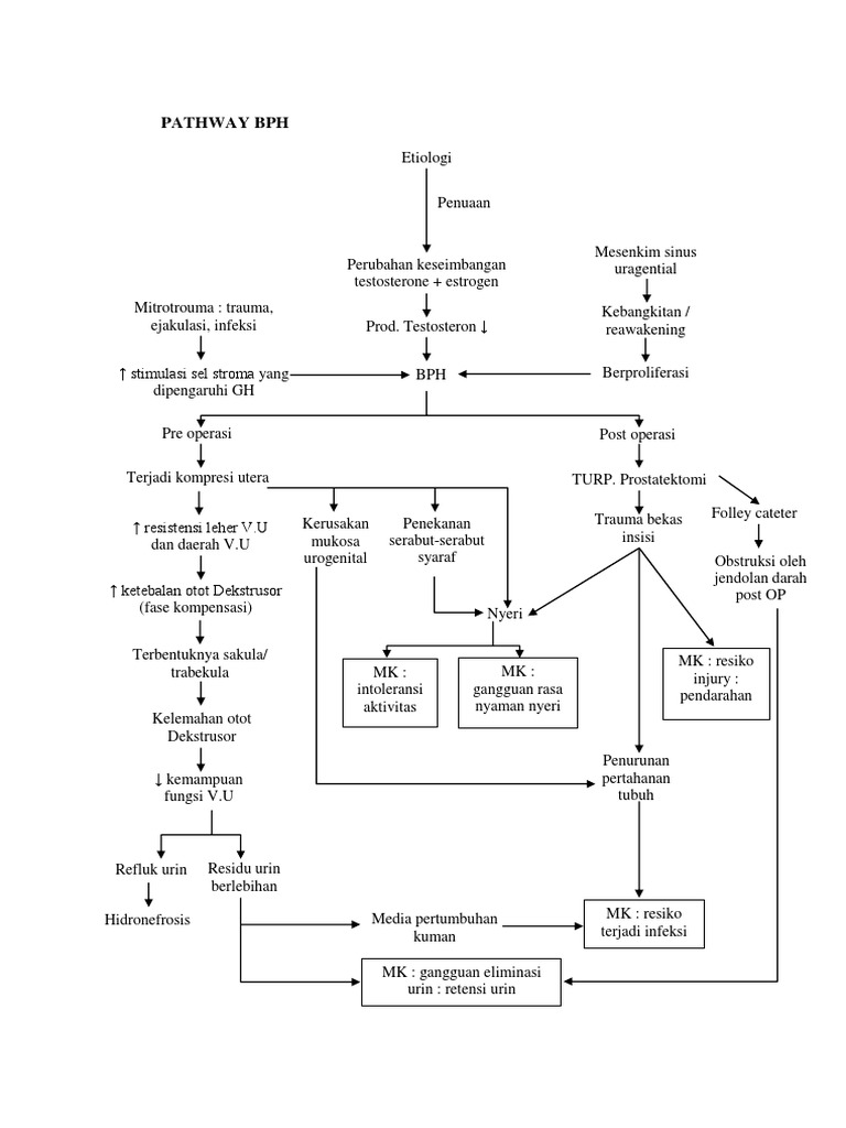 Pathway Bph Pdf