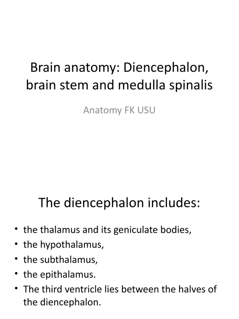 Brain Anatomy: Diencephalon, Brain Stem and Medulla Spinalis | PDF ...