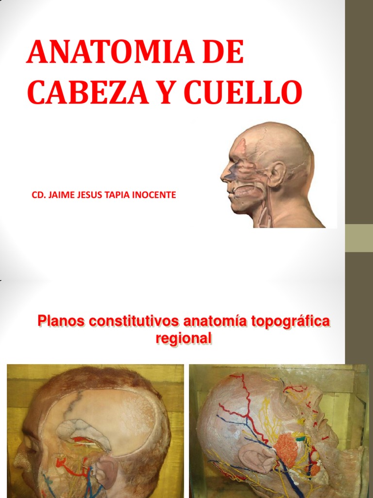 Anatomia de Cabeza y Cuello | PDF | Cráneo | Cuerpo humano