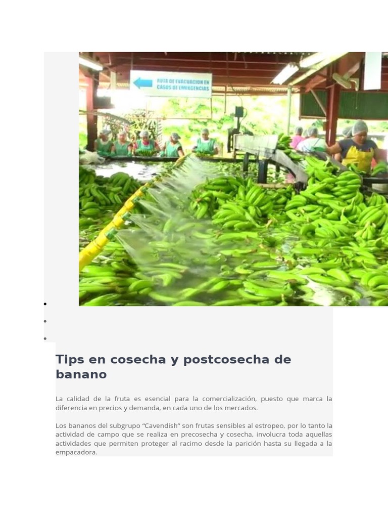 Tips para Cosecha y Postcosecha de Banano | PDF | Aluminio | Herramientas