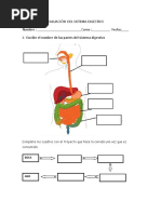 Sistema Digestivo Carnivoro | PDF | Digestión | Sistema digestivo humano