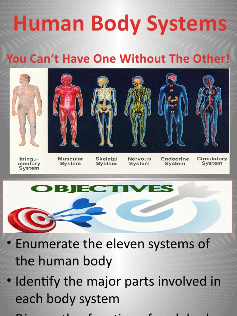 Human Body Systems: You Can't Have One Without The Other! | PDF | Lung ...