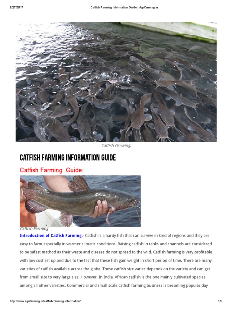 Catfish Farming Information Guide - Agrifarming | PDF | Pond | Fish