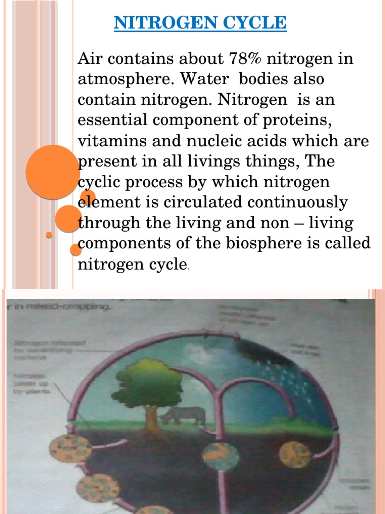Nitrogen Cycle Explained: Key Steps | PDF | Science & Mathematics ...
