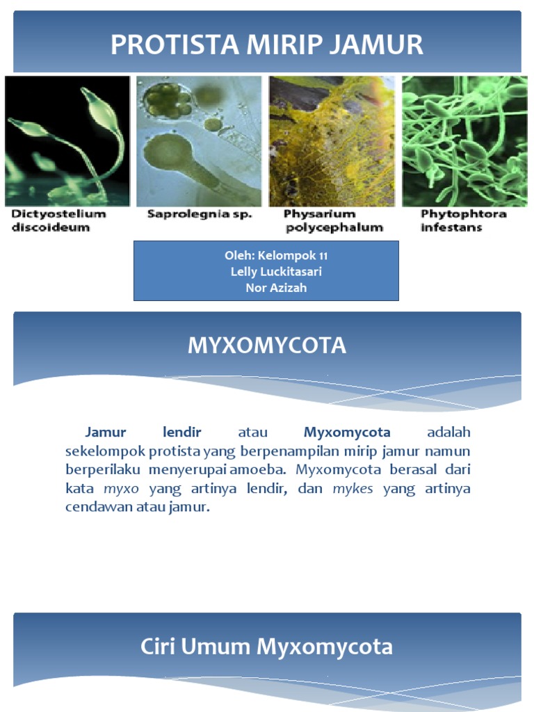 MYXOMYCOTA (Jamur Lendir) | PDF