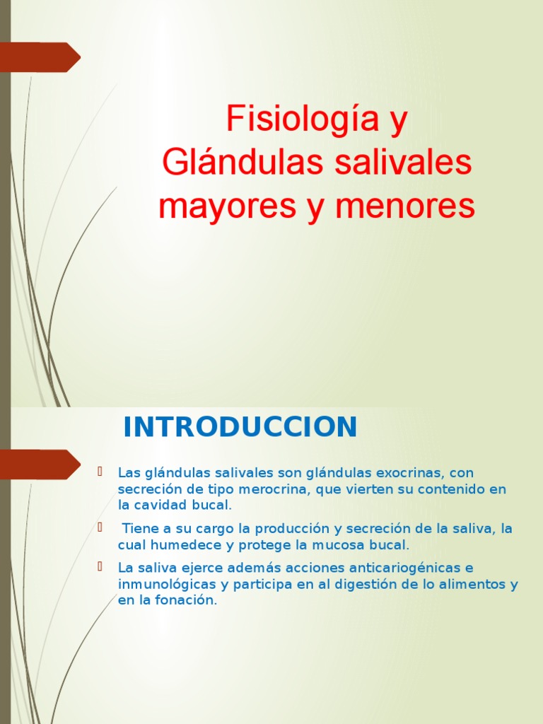 Gland Ulas | PDF | Fisiologia Animal | Glándulas