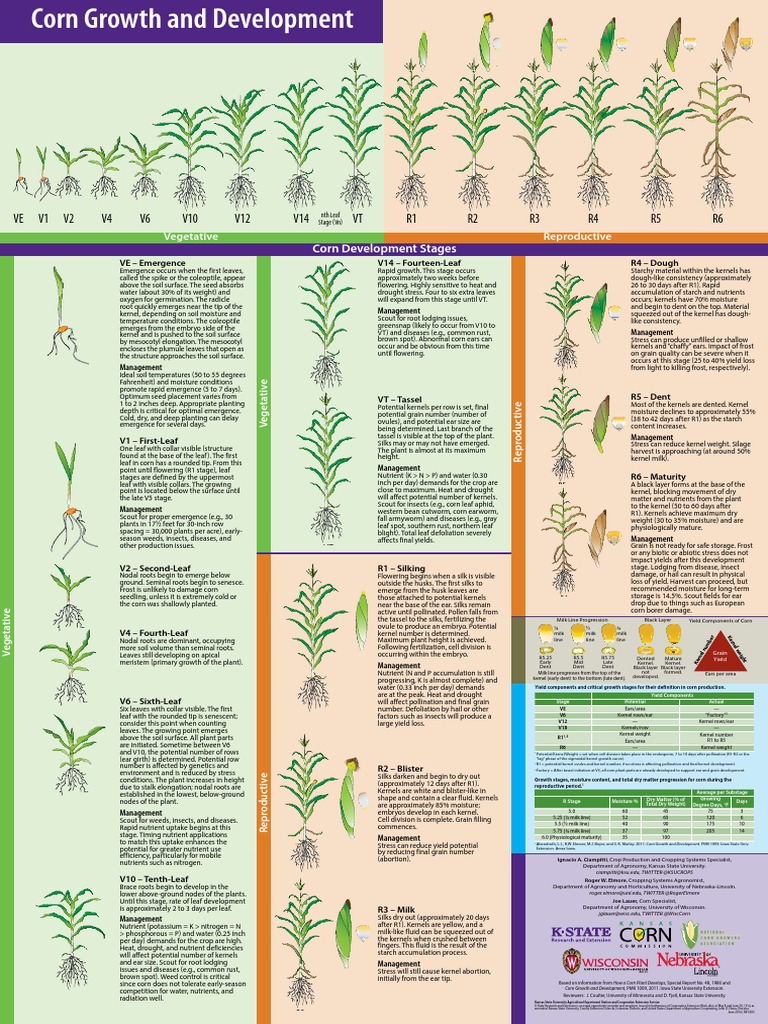 Corn Growth and Development Poster | PDF | Seed | Maize