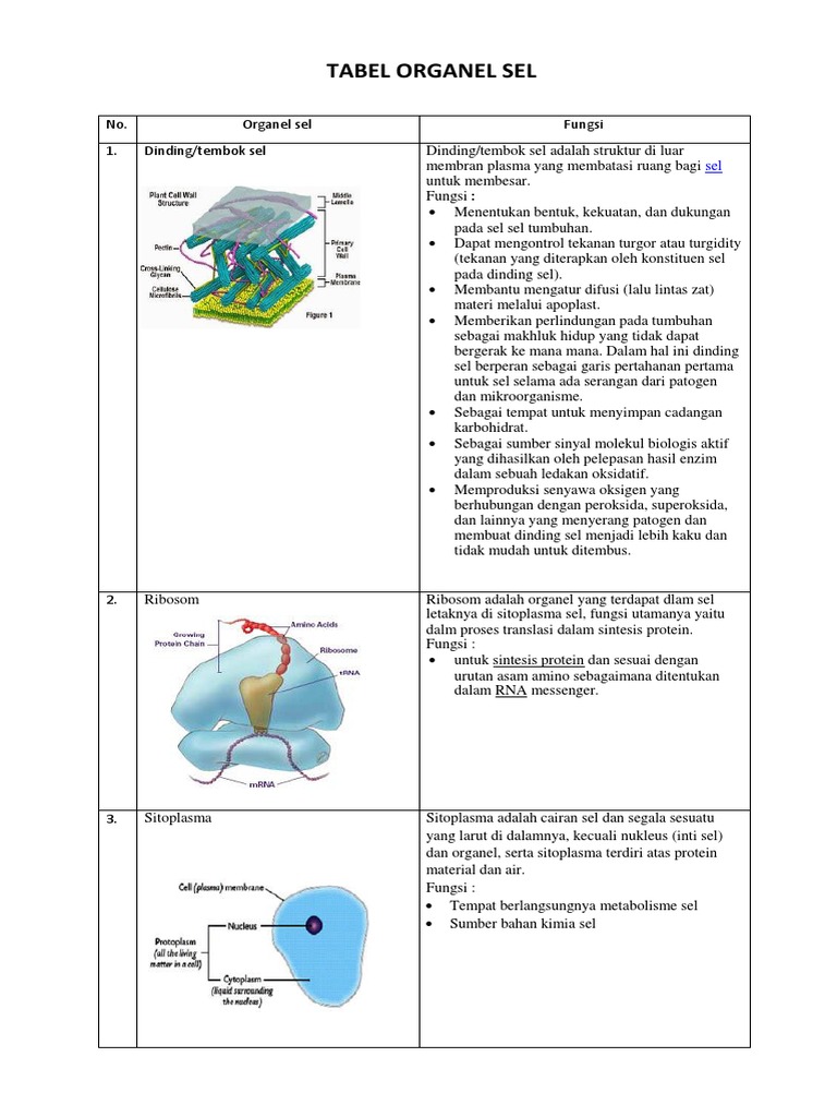 Tabel Organel Sel dan Fungsinya | PDF