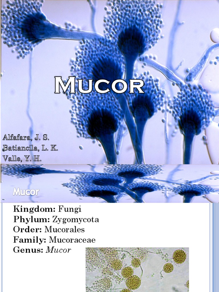 02 - Mucor Spp. | Infection | Public Health