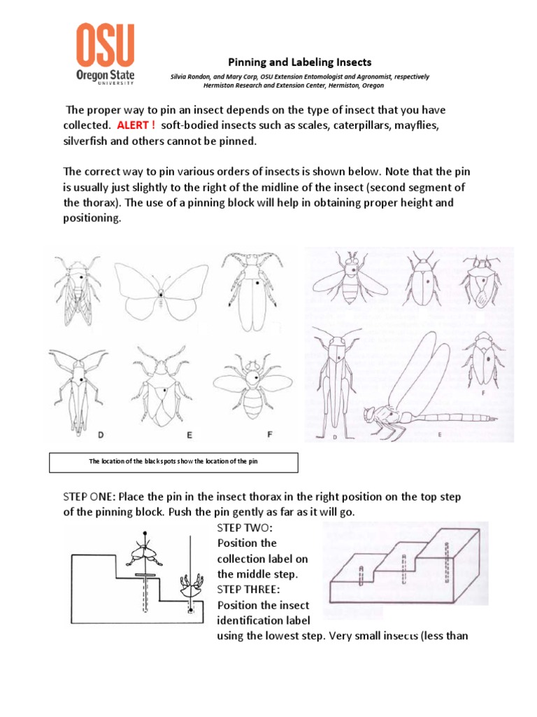 Alert !: Pinning and Labeling Insects | PDF | Butterfly | Insects