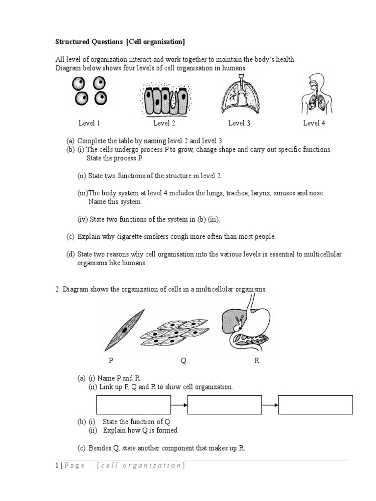 Structured Questions (Cell Organisation) | PDF
