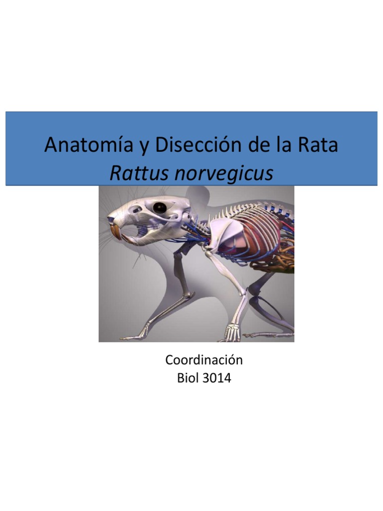 Anatomia de La Rata Externa e Interna Tacher | Riñón | Abdomen