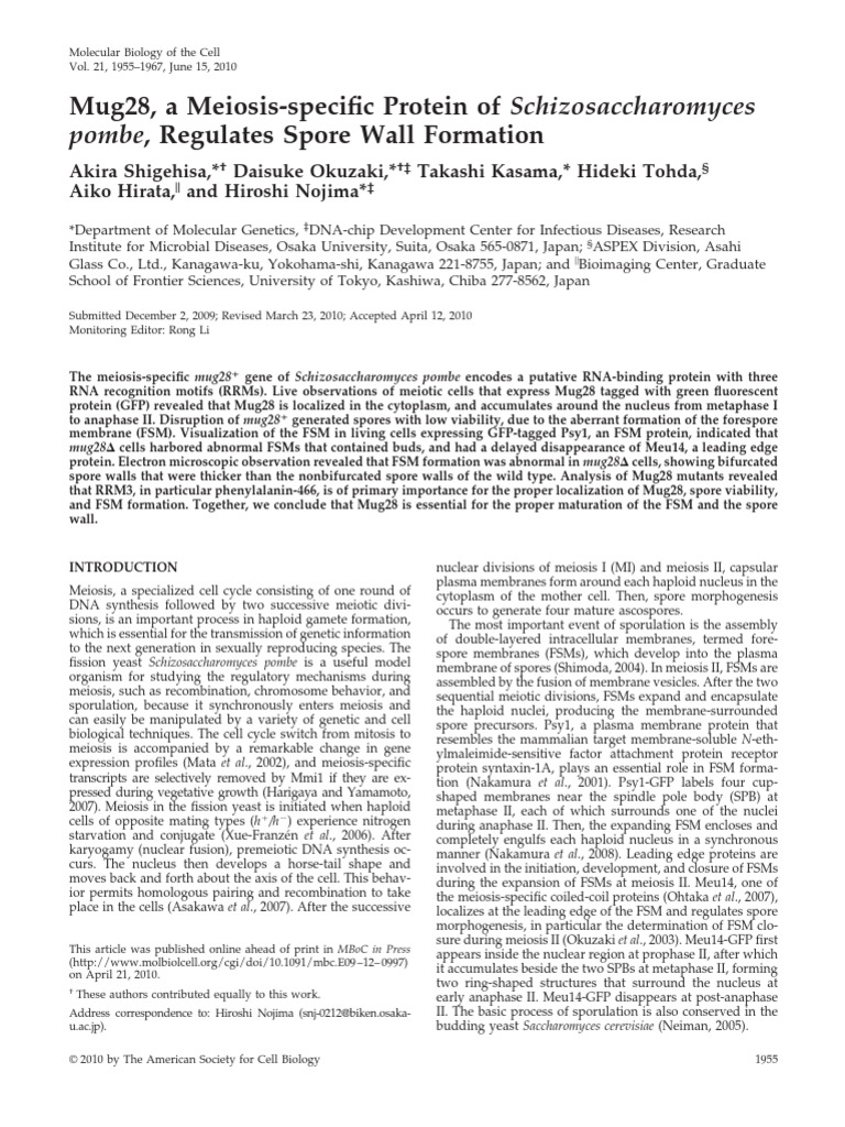 Pombe, Regulates Spore Wall Formation: Mug28, A Meiosis-Specific ...