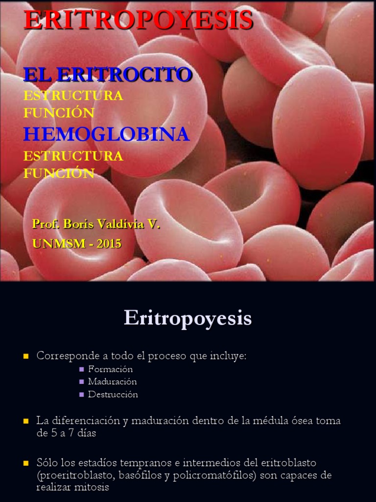 Eritrocito Estructura y Metabolismo 2015 | PDF | Hemoglobina | Glóbulo rojo