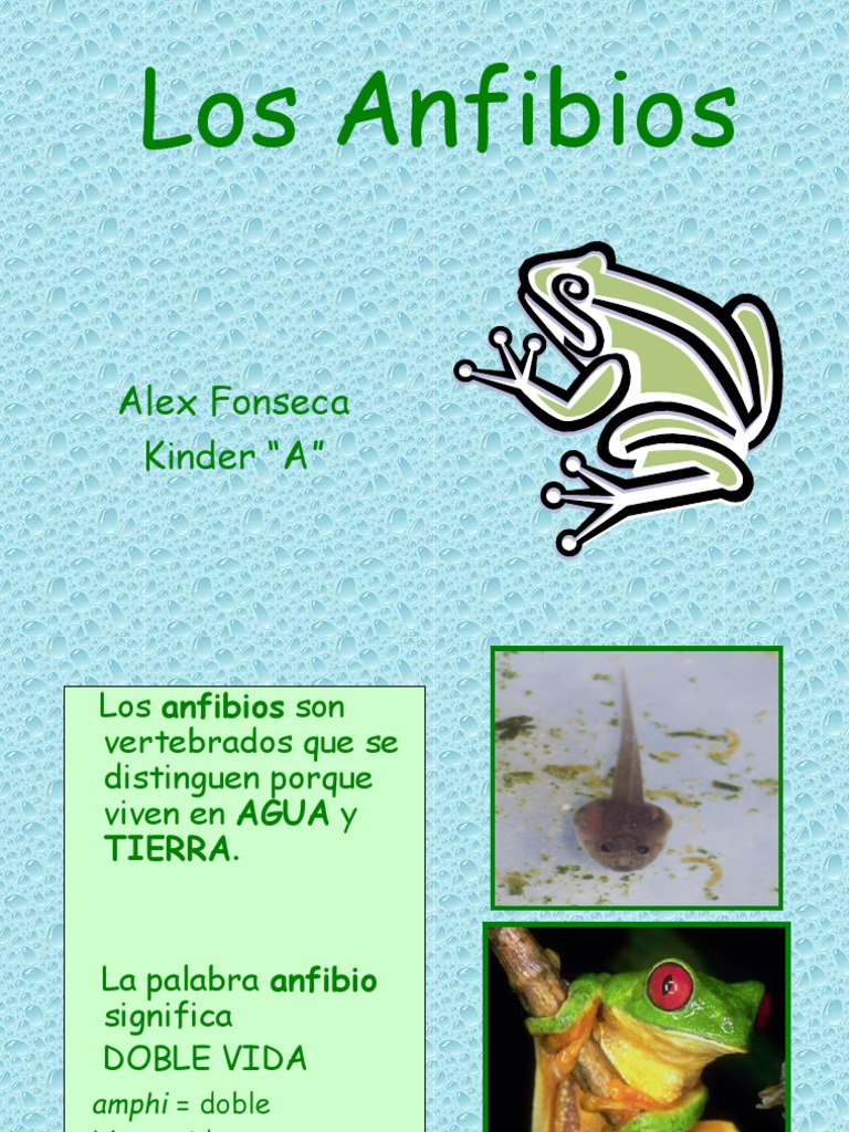 Los Anfibios 1218490291210897 8 | PDF