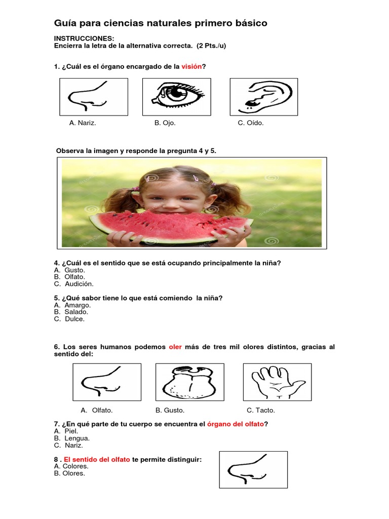Guia 1° Básico Los Sentidos | PDF | Gusto | Sabor