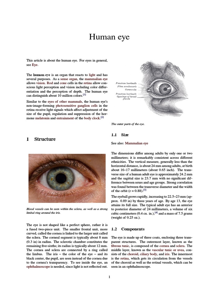 Human eye.pdf | Human Eye | Cornea