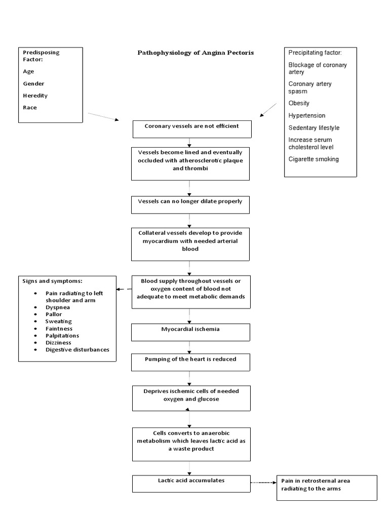 Angina Pectoris | PDF | Coronary Circulation | Cardiovascular Physiology