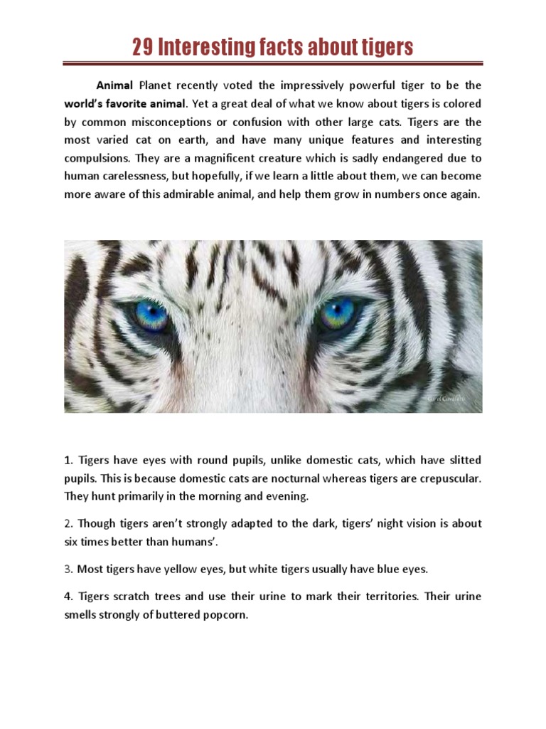 Tiger | PDF | Tiger | Cats