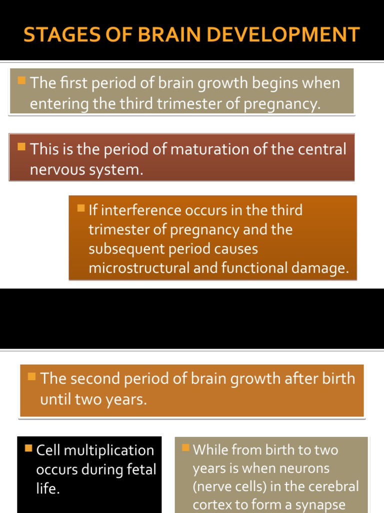STAGES OF BRAIN DEVELOPMENT PPT by Melf | PDF | Science & Mathematics