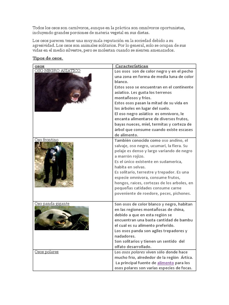 Los Osos Tarea de Papu | PDF | Osos | Caniformes