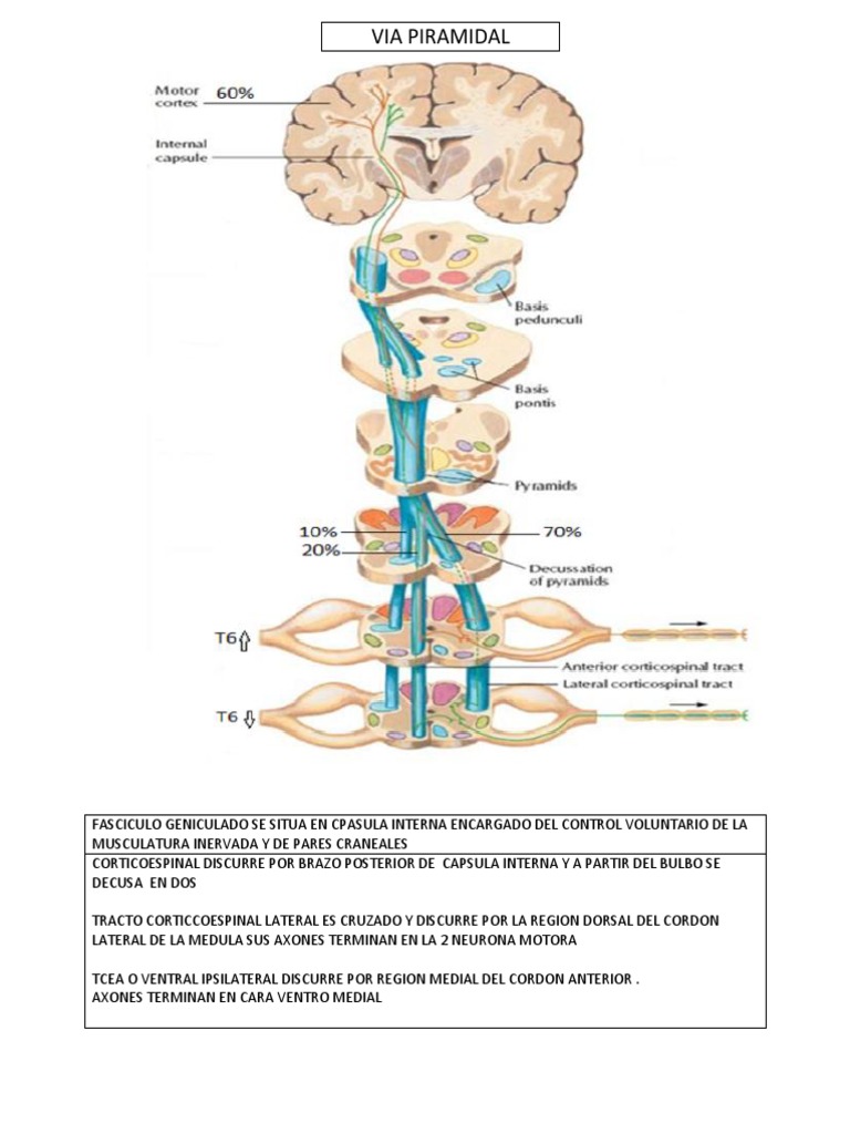 Vía Piramidal y Fascículo Geniculado | PDF | Cabeza y cuello humanos ...
