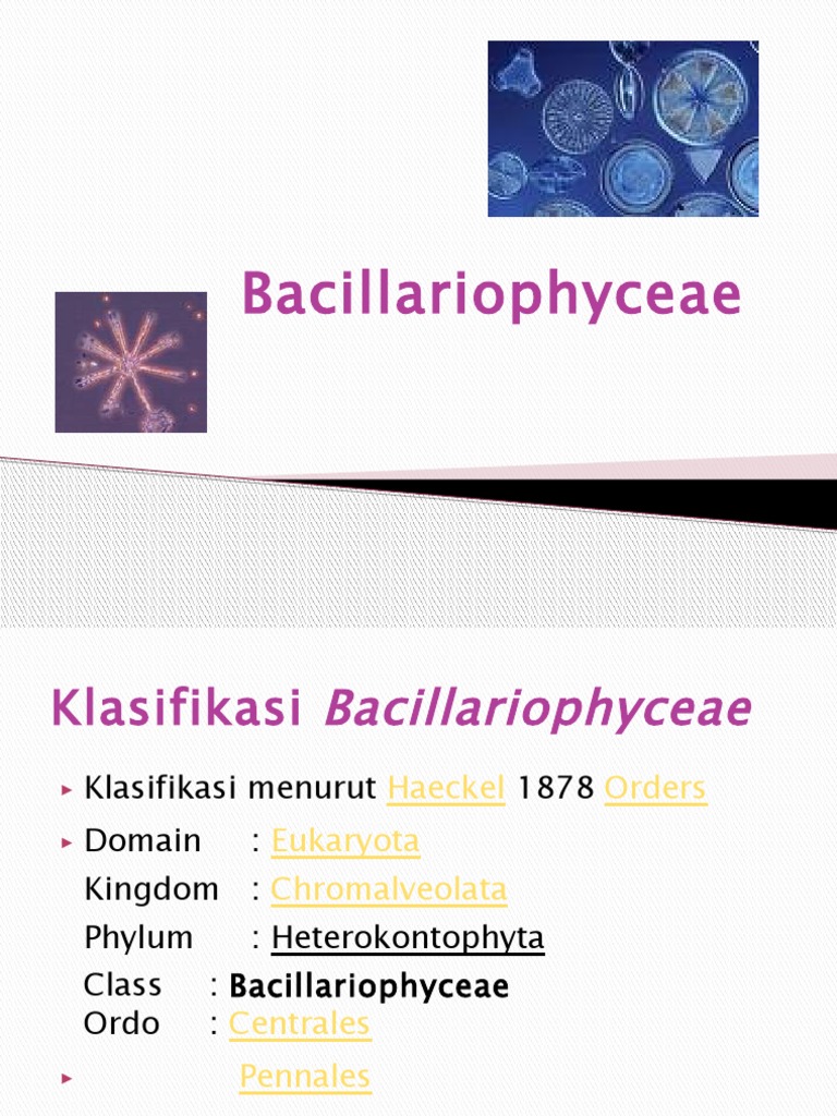 Bacillariophyceae | PDF