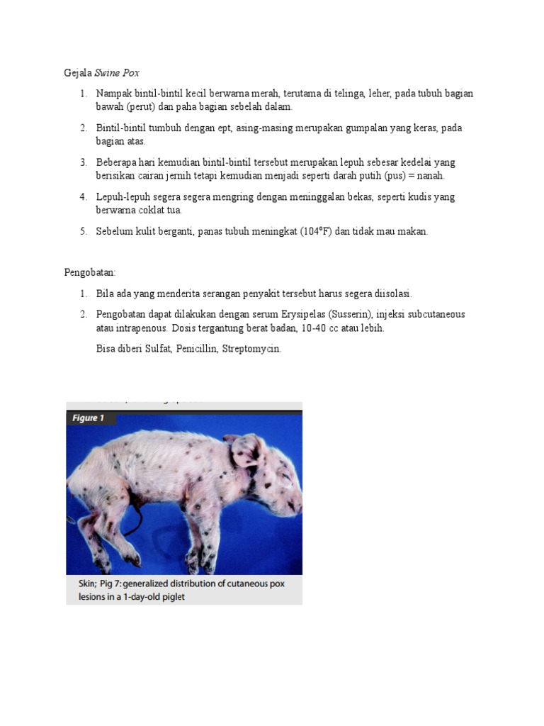 Gejala Swine Pox | PDF