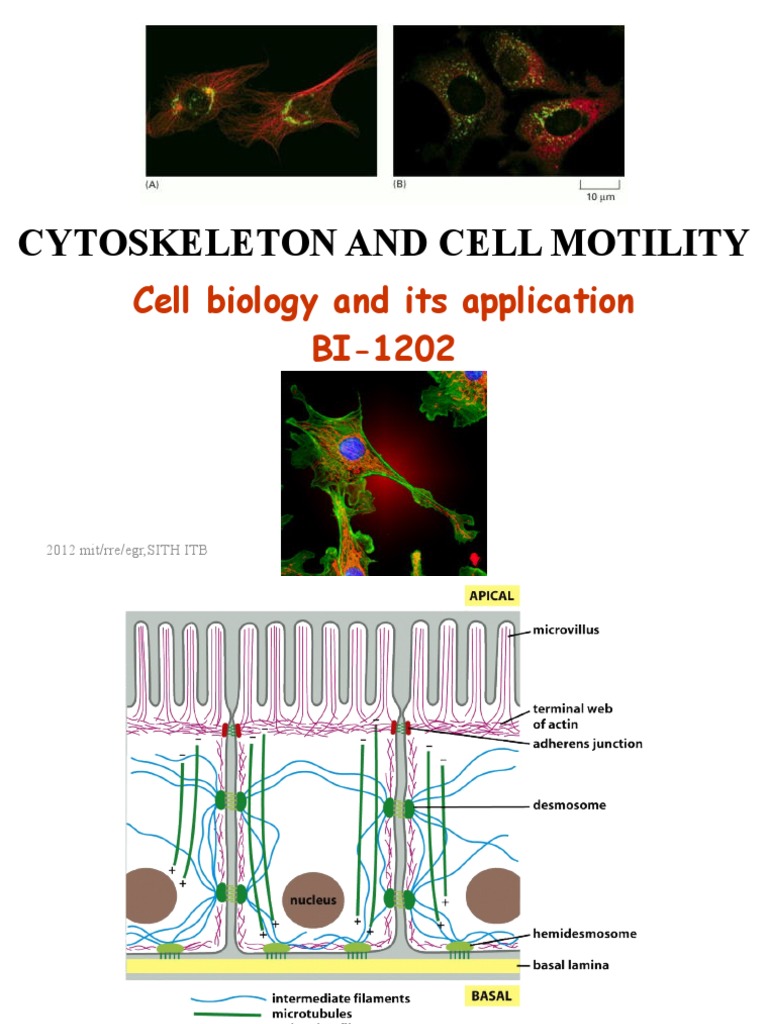 Cytoskeleton and Cell Motility 1 | PDF | Microtubule | Cytoskeleton