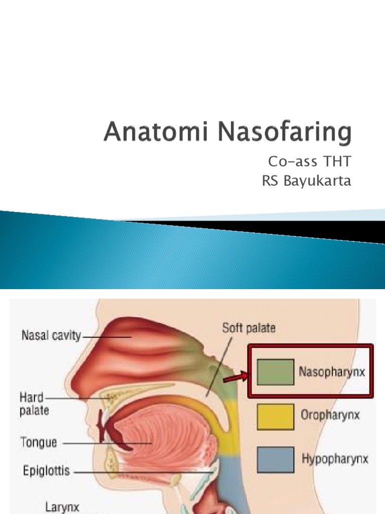 Anatomi Nasofaring | PDF