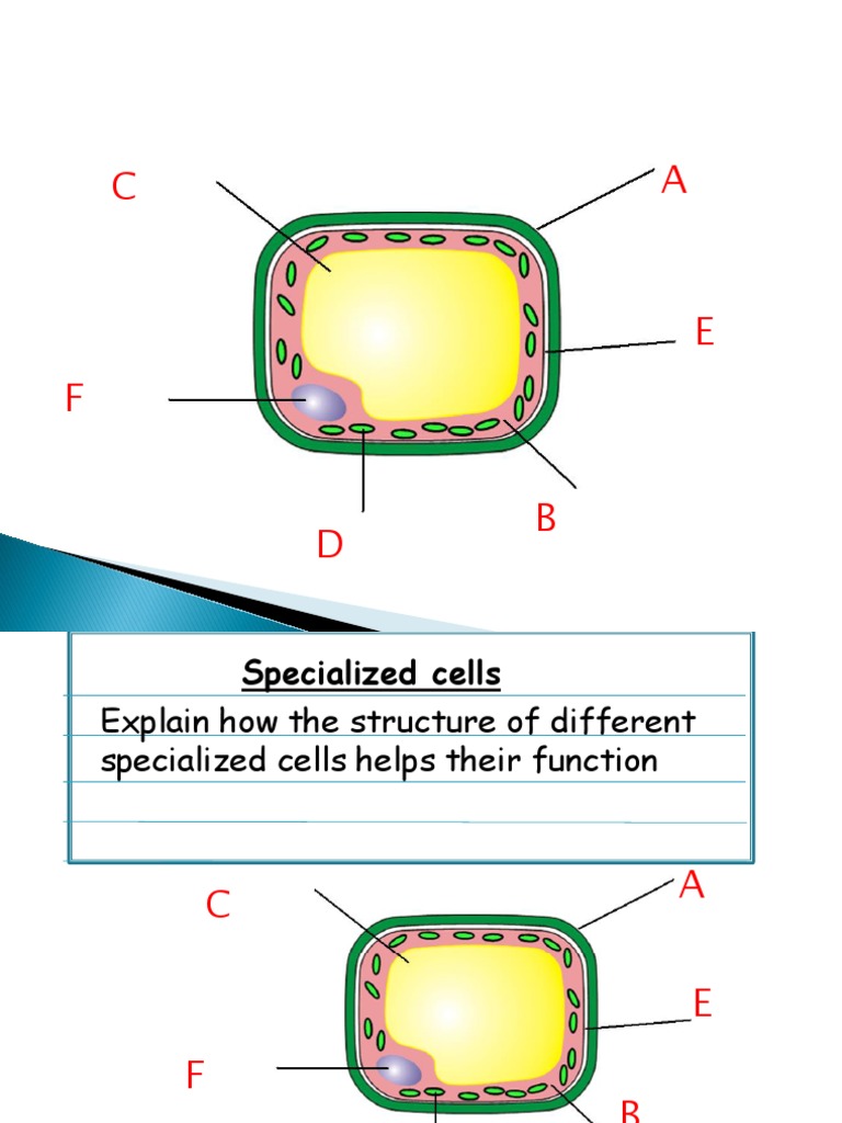 Specialized Cells and Funtion | PDF | Chloroplast | Cell (Biology)