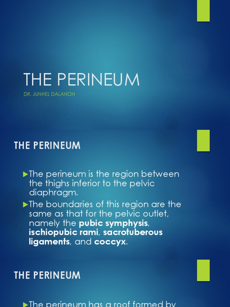 Perineum | PDF | Labia | Clitoris