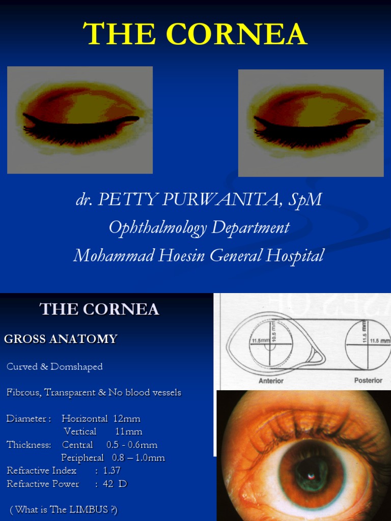 The Cornea PPT Edit | PDF | Cornea | Health Sciences