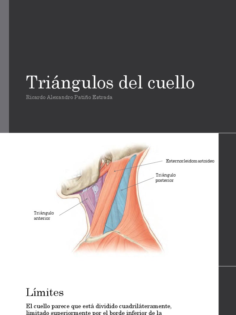 Triángulos Del Cuello | PDF | Anatomía humana | Cuerpo humano