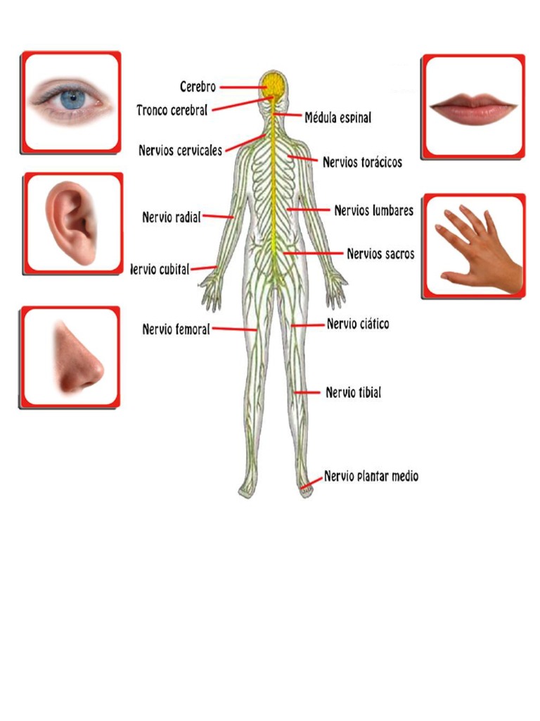 Sistema Nervioso y Los 5 Sentidos | PDF