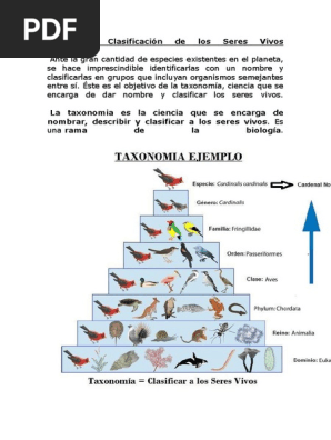 Taxonomia Clasificacion De Los Seres Vivos TOMi.digital