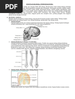 Anatomi Rangka Aksial Dan Apendikular | PDF