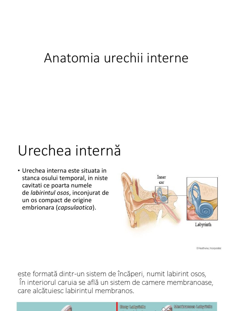 6.anatomia Urechii Interne | PDF