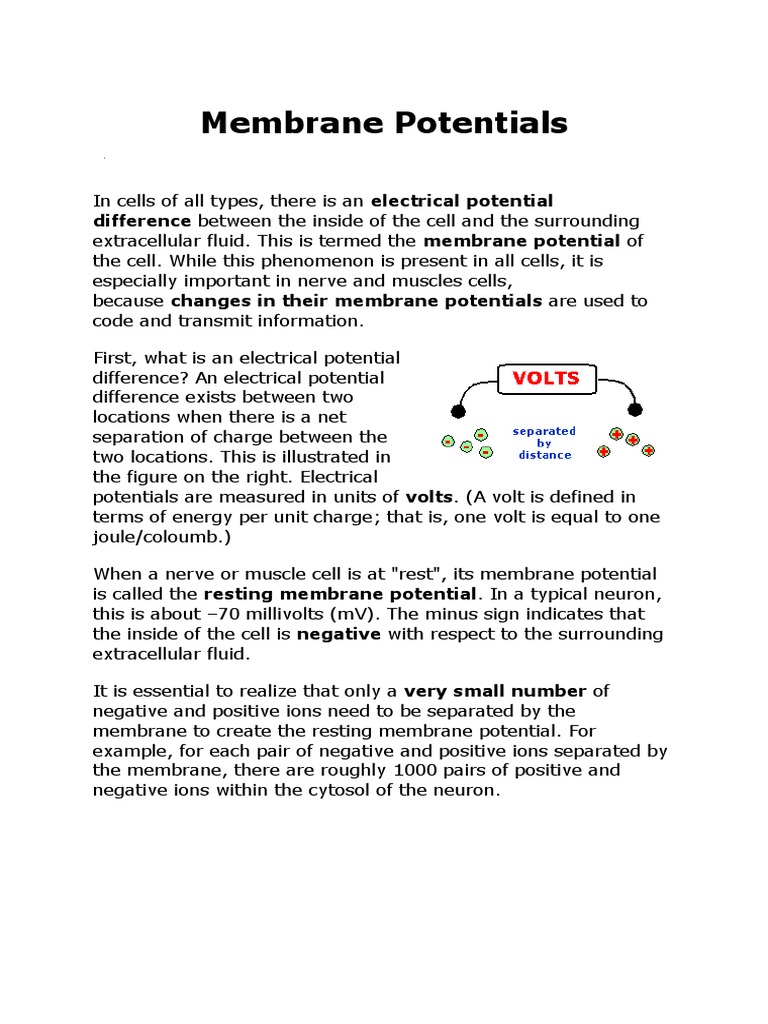 Membrane Potentials Explained | PDF | Membrane Potential | Cell Membrane