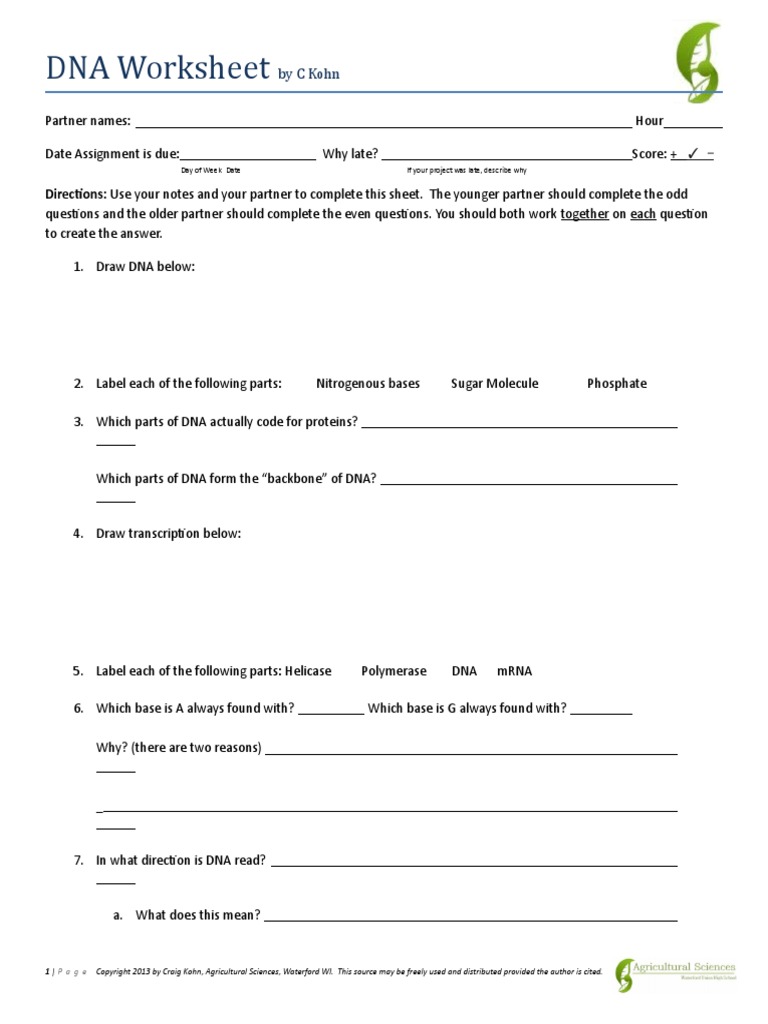DNA Worksheet | PDF | Translation (Biology) | Messenger Rna