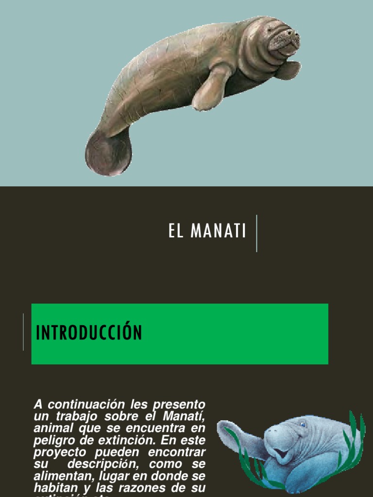 Información sobre el Manatí en Peligro | PDF