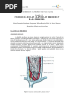 Cápsula de Glisson | PDF | Tejido adiposo | Riñón
