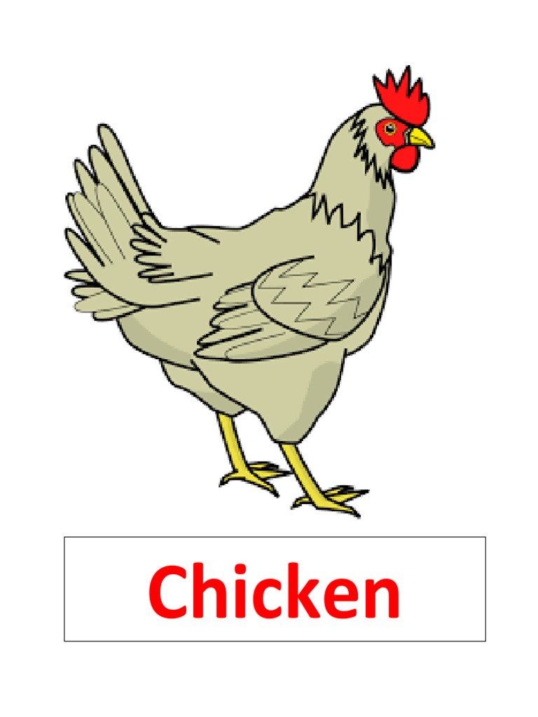 Flashcards Animals and Their Young Animals | PDF