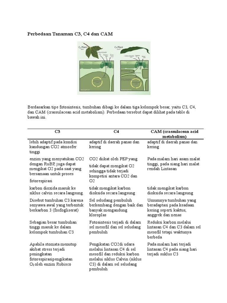Perbedaan c3 c4 Cam | PDF | Teknologi & Rekayasa