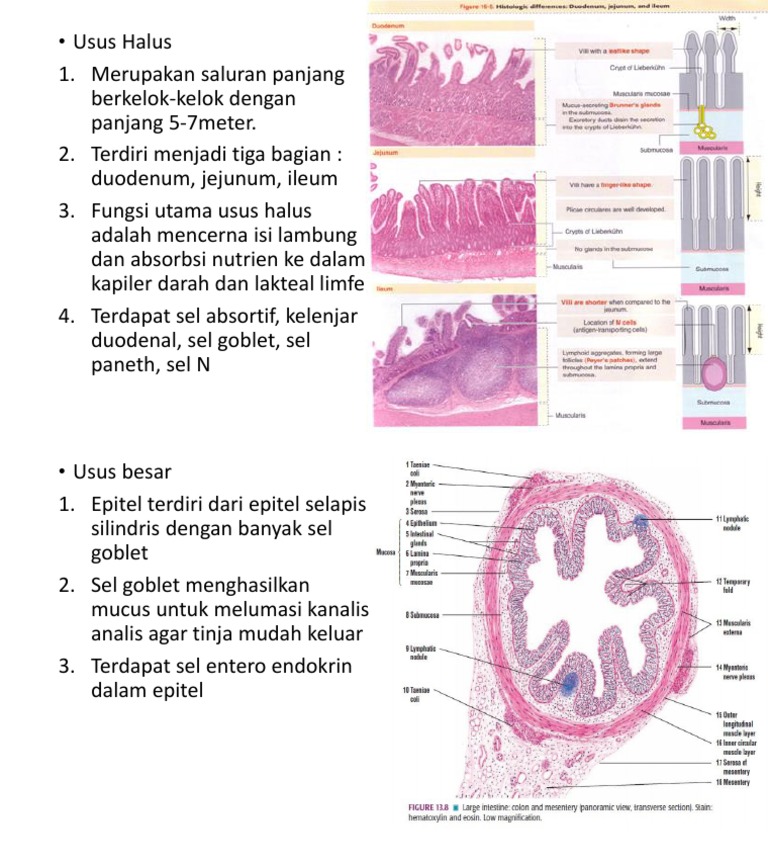Histologi Usus | PDF | Griya & Taman