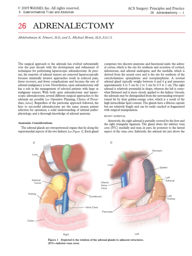 Adrenalectomy PDF | PDF | Adrenal Gland | Kidney