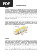 Telome Theory | PDF | Leaf | Plant Morphology