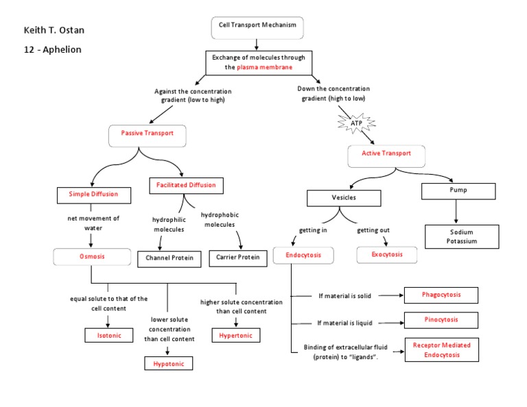 Passive Transport Concept Map Membrane Transport Concept Map Studocu
